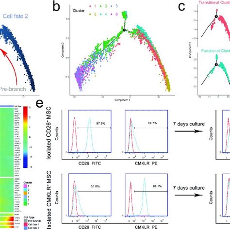 Single Cell Trajectory Branch Analysis Of Msc Subpopulations A C Download Scientific Diagram