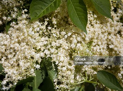 검은 엘더베리 꽃을 건조하기위한 원료 건강을 위한 약용 식물 블랙 엘더베리의 항 바이러스 활성은 안토시아니딘 화합물 식물성 영양소에 기인한다 0명에 대한 스톡 사진 및 기타