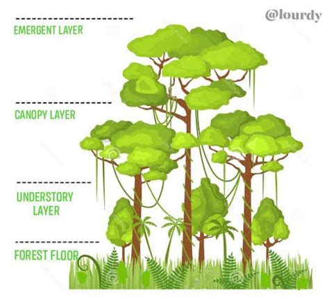 Rainforest Understory Layer