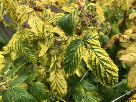 Why Are My Raspberry Plant Leaves Turning Yellow At Gerald Tapia Blog