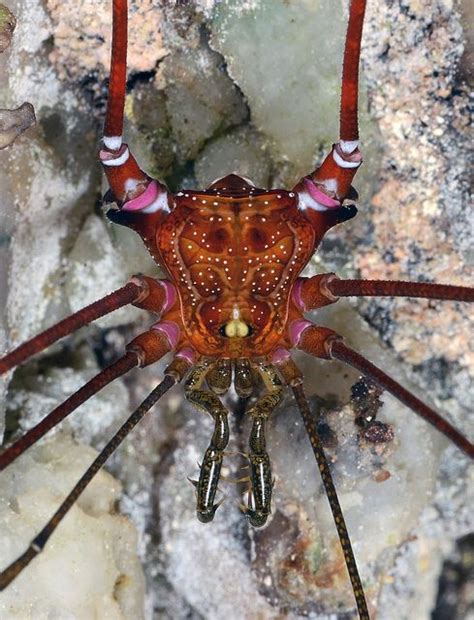 Colourful Harvestman Mitogoniella Sp Weird Insects Arachnids Harvestman Spider