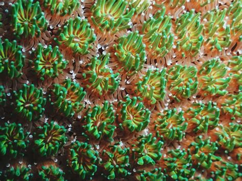 Deep Into The Depths With Shafran Moosumi