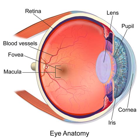 Draw A Diagram Showing The Vertical Section Of The Human Eyeball And