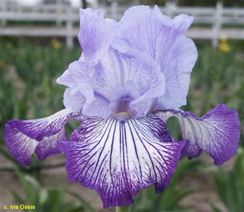 Circus Circus Bee Haven Iris Gardens