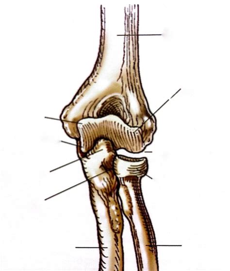 Anterior Aspect Of Left Elbow Joint Diagram Quizlet