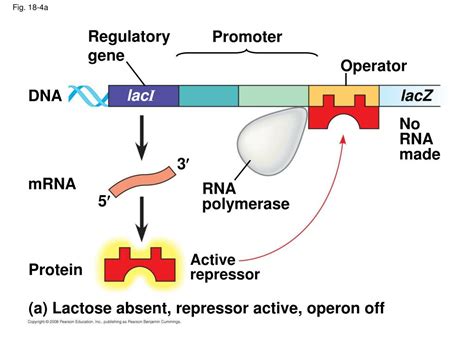 Regulator Gene Controls The Activity Of Operator Gene At Amanda Kerns Blog