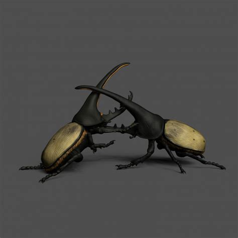 3d Printable Hercules Beetle Fighting 1 1 Scale Pre Supported Insect