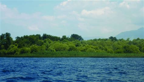 Example Of A Typology 1 Shorezone Riparian Vegetation Shrubs And Download Scientific Diagram