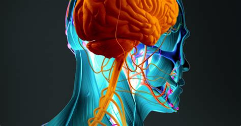 What Are The Types Of Leukodystrophy