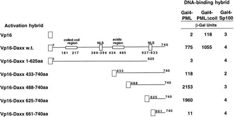 Pml Daxx And Sp100 Daxx Interaction In The Yeast Two Hybrid System Download Scientific Diagram