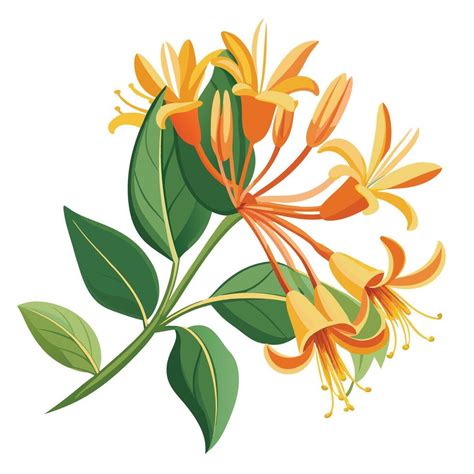 Detailed Illustration Of A Honeysuckle Flower With Pink Petals And Long