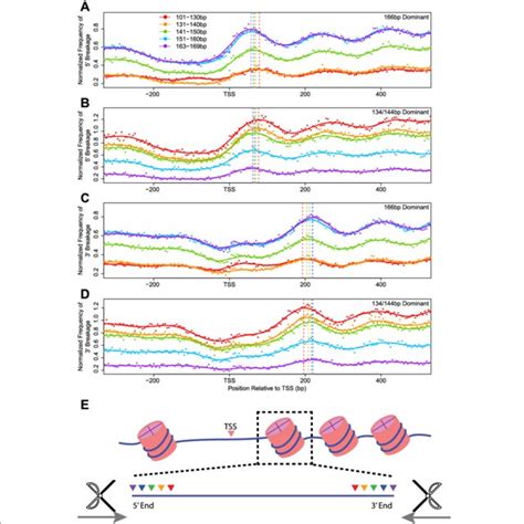 Fragment Size Of Cfdna From Regions With Different Chromatin Download Scientific Diagram