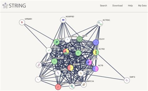 String Db For Arp23 Complex Rbioinformatics