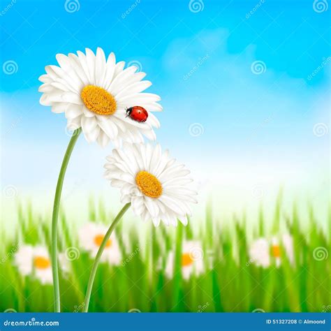 Flower And Ladybug Illustration 53275797