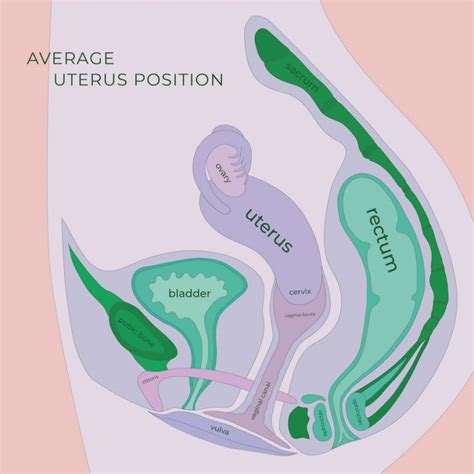 Cervix 101 Period Nirvana