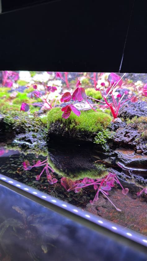 Oxalis Triangularis Variegated Furniture And Home Living Gardening