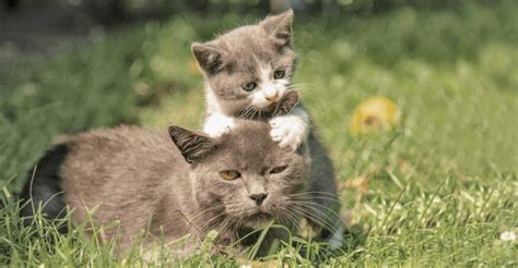 10 Ways To Tell If Your Kitten Is Ready To Leave Its Mom And 8 Signs
