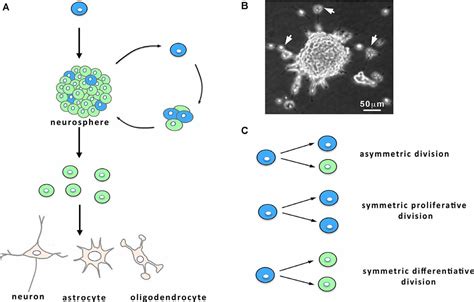 Frontiers Calcium Channels In Adult Brain Neural Stem Cells And In