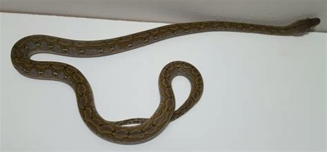 Super Dwarf Retic Reticulated Python By Amh Exotics