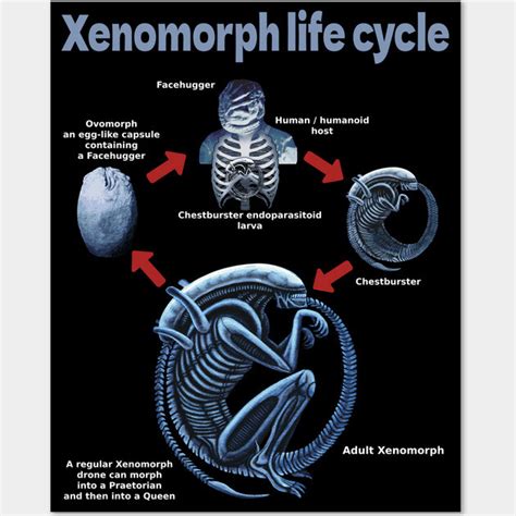 Xenomorph Life Cycle Xenomorph Posters And Art Prints Teepublic