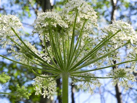 Km Between Towns Cow Parsnip Berenklauw