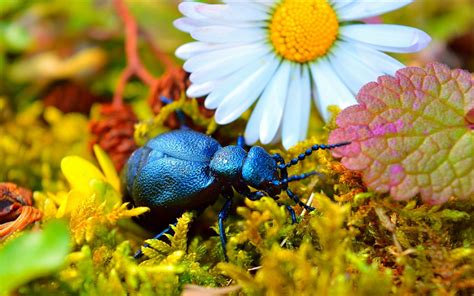 Wallpaper Blue Beetle Daisy 2880x1800 Picture Image