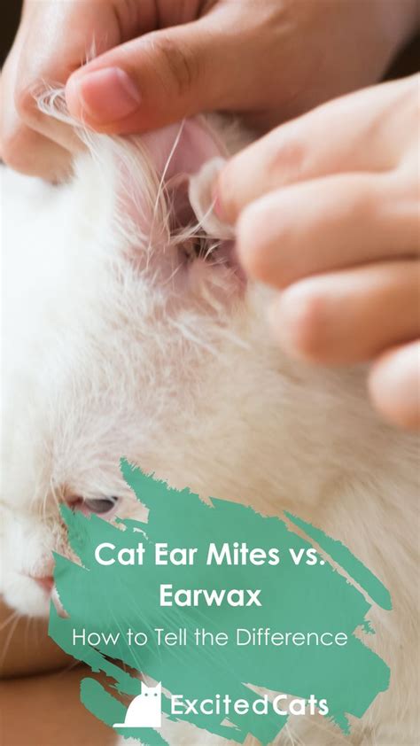 Cat Ear Mites Vs Earwax How To Tell The Difference In 2022 Cat Ear Mites Excited Cat Cat