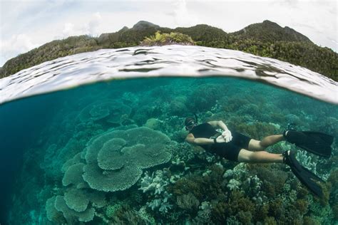 Coral Triangle Snorkelling Adventure Indonesia Diving Holiday Asia