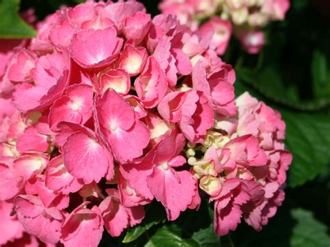 Гортензия Мася Фото И Описание – Telegraph