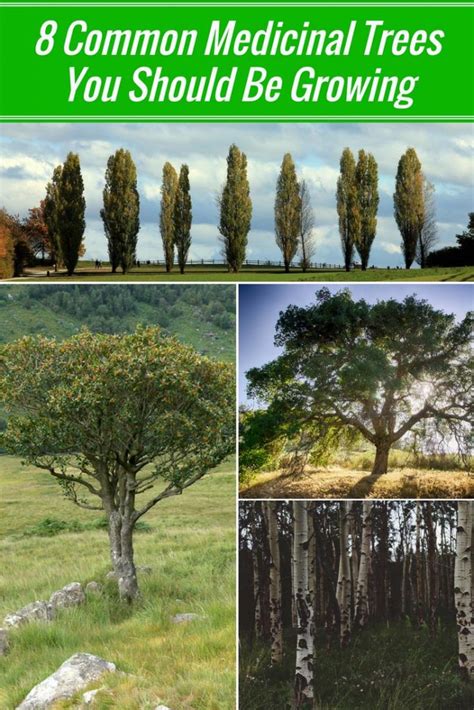 8 Common Medicinal Trees You Should Be Growing Home And Gardening Ideas