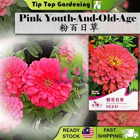 【expired】biji Benih A014 Pink Youth And Old Age Flower Goddess Vegetable Flower Fruit Shopee