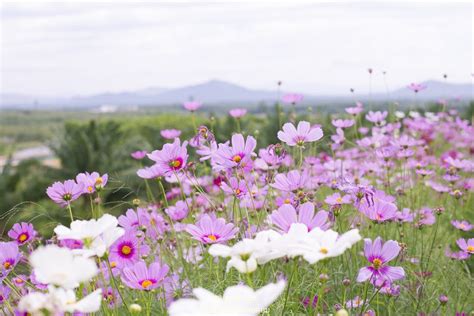 ทุ่งดอกคอสมอส บานสะพรั่งที่สวนละไม ที่เที่ยว จ ระยอง