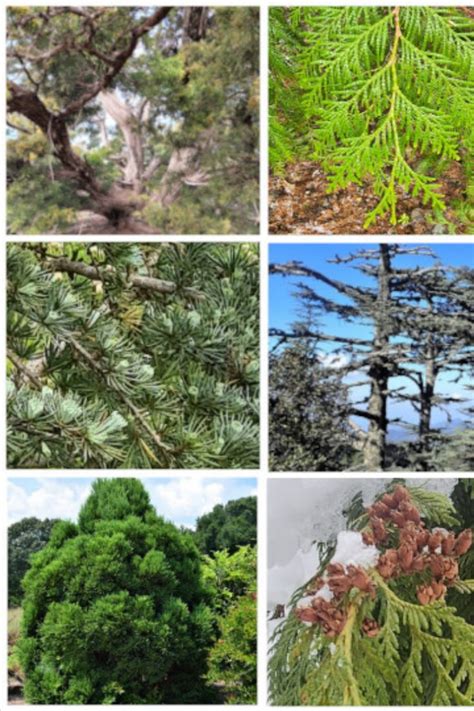 Identifying Cedar Trees Made Easy