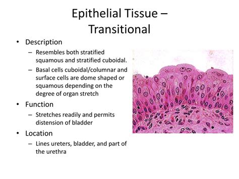 Ppt Chapter 4 Tissues Powerpoint Presentation Free Download Id