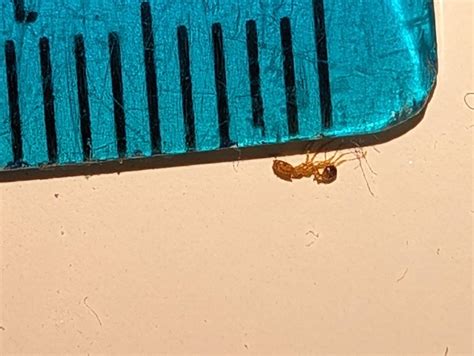 Mystery Small Ant Uk R Whatisthisbug