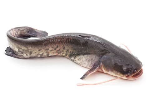 ماذا تعرف عن سمك السلور؟