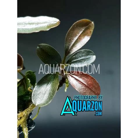 Bucephalandra Buy Buce In Australia
