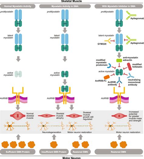 Myostatin Inhibition Moa As Add On To Smn Correctors In Sma Smn