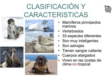 Focas