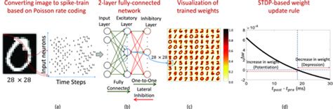 exploring neuromorphic computing based on spiking neural networks algorithms to hardware acm
