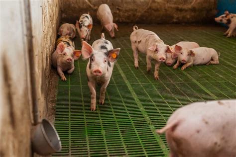Astonishing Photos Of How To Build A Pig Farm  Building