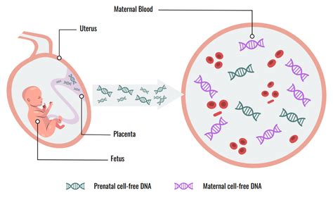 Nipt Labcorp Test Code At Deborah Noel Blog