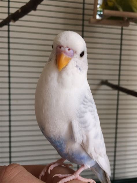 Help What Sex R Budgies