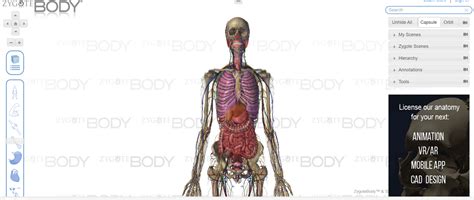Zygote Body Anatomy 3d Interactive Presentation By Zygotebody