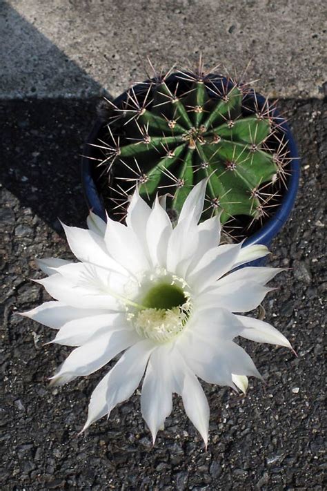 Cometのサボテン栽培日記 エキノプシス属 花盛丸