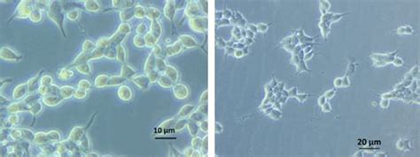 293t Cell Line Cell Line Cell Line