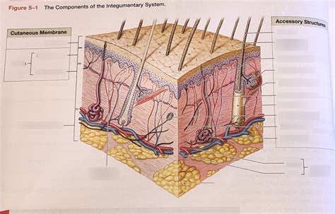 Cutaneous Membrane Diagram