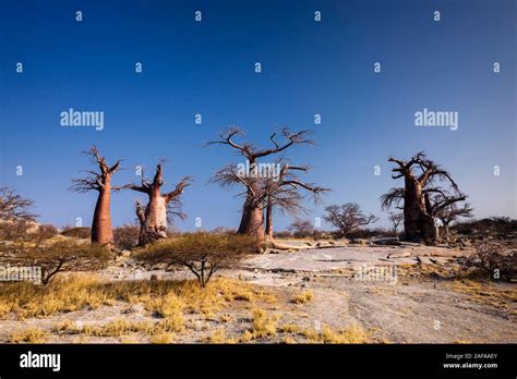 Giant Baobab Trees In Kubu Island Sowa Pan Sua Pan Makgadikgadi Pans