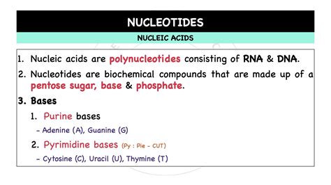 12 Nucleotides Formation Of Phosphodiester Bonds002 The Theoretical