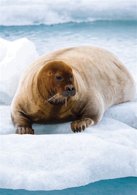 Super Minds 6 Unit 8 Baamboozle Baamboozle The Most Fun Classroom